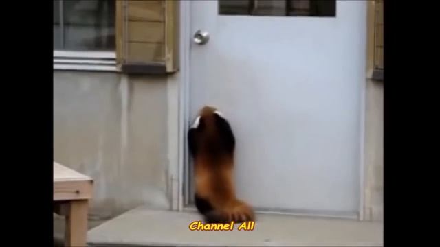 Красная Панда или повелитель грызунов и лесов