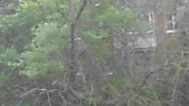 Сойки на ветвях дерева 648448 DSCN4674