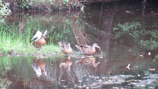 Утка съела стрекозу (в конце видео)