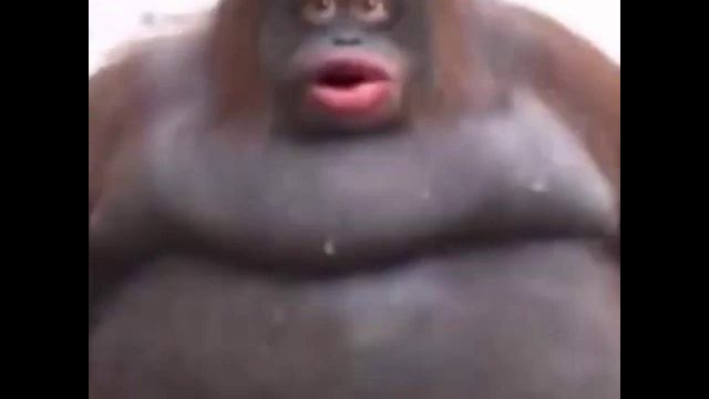 O o Stinky meme TikTok monkey || стинки обезьяна с тикток мем о о ...