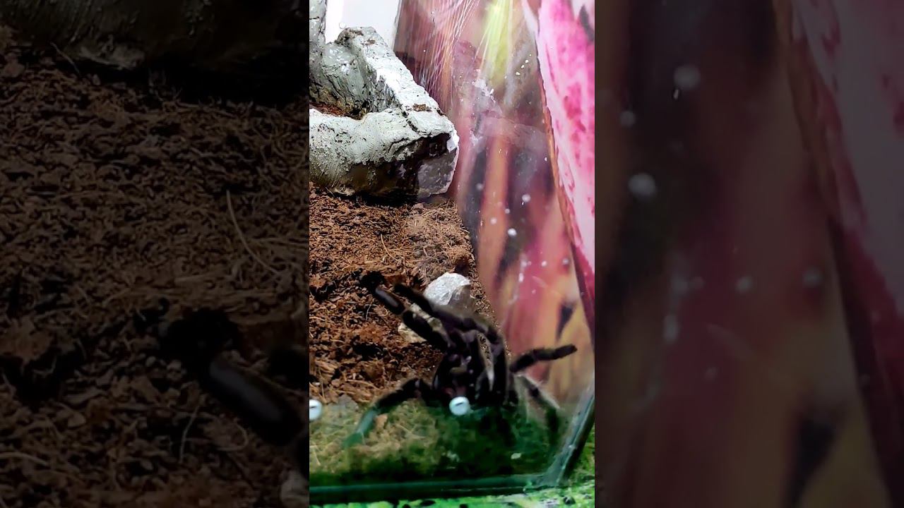 Птицеед защищается