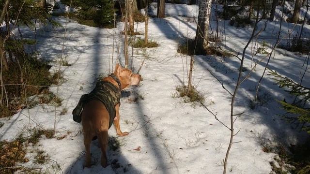 Гадюки просыпаются