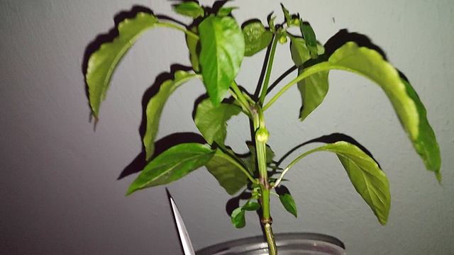 ПерЧик😅 Лисичка