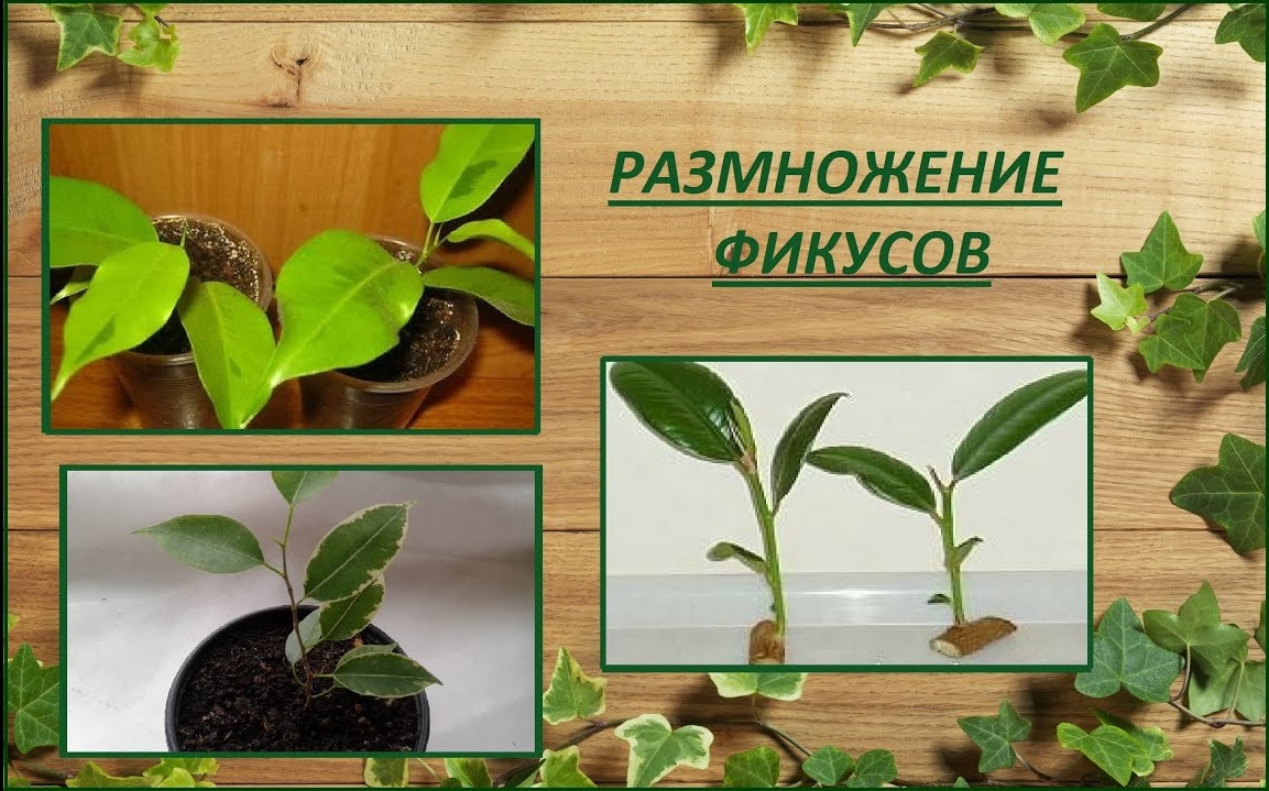 Размножение фикусов, укоренение черенков фикусов