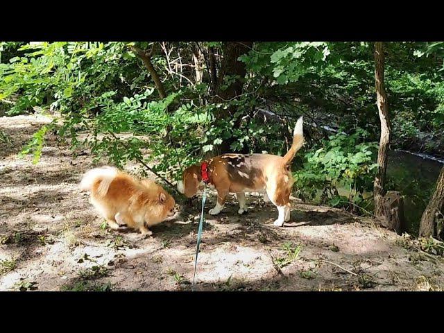 Буля и Фокс. Аномально знойное утро в парке