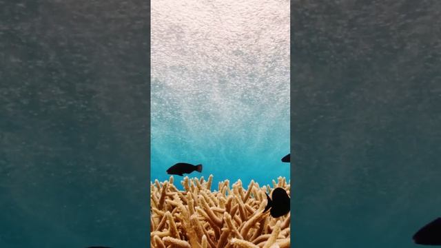 Видеообои "Подводная БРАТВА"