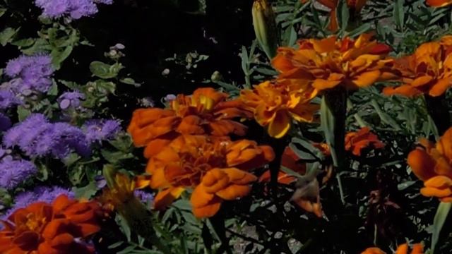 Чемпионы в заплывах брассом: кто такие водомерки?