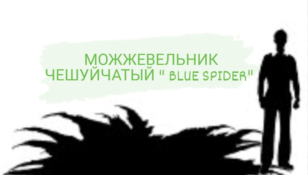 МОЖЖЕВЕЛЬНИК ЧЕШУЙЧАТЫЙ БЛЮ СПАЙДЕР "BLUE SPIDER"