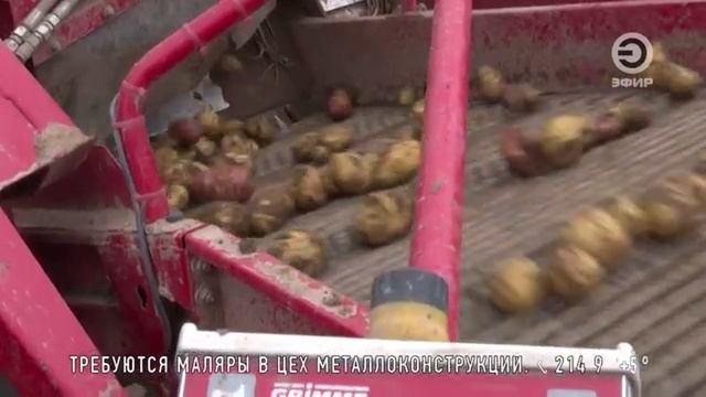 14.10.2022. Эфир.Город. Уборка картофеля в КП-17.mov