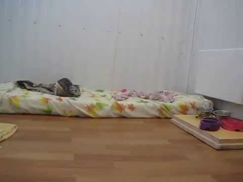 Гости нашего Центра «Территория Животных» Анабель и Сима.