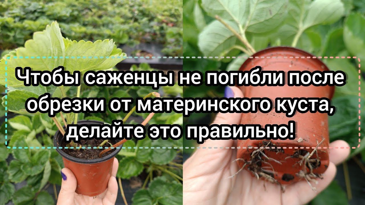 Чтобы саженцы не погибли после обрезки от материнского куста, делайте это правильно!