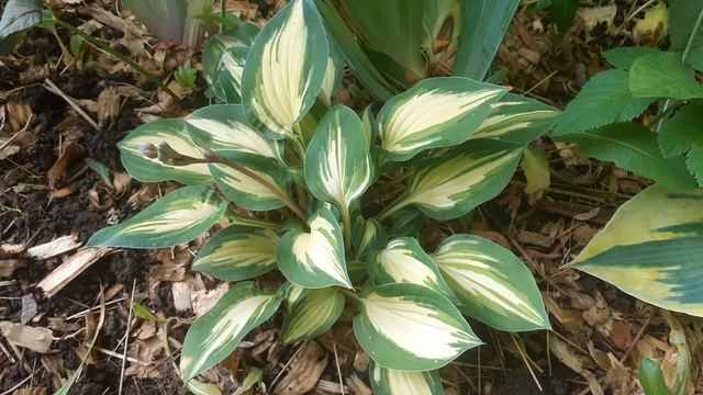 хоста FANTASY ISLAND