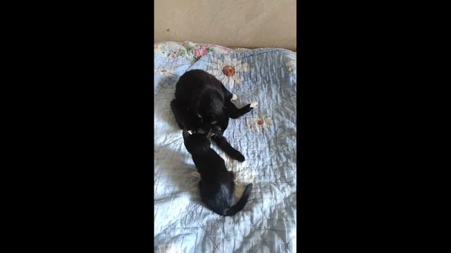 Кот Сима и кошка Багира  Утренние процедуры.mkv