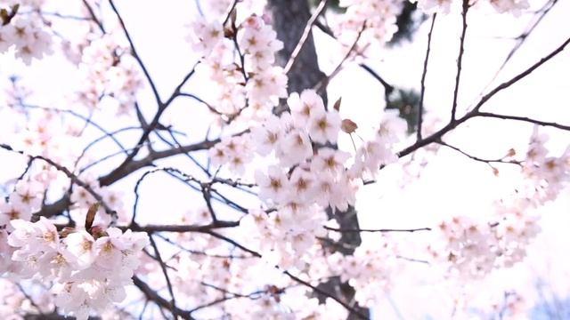 Яблони в цвету.