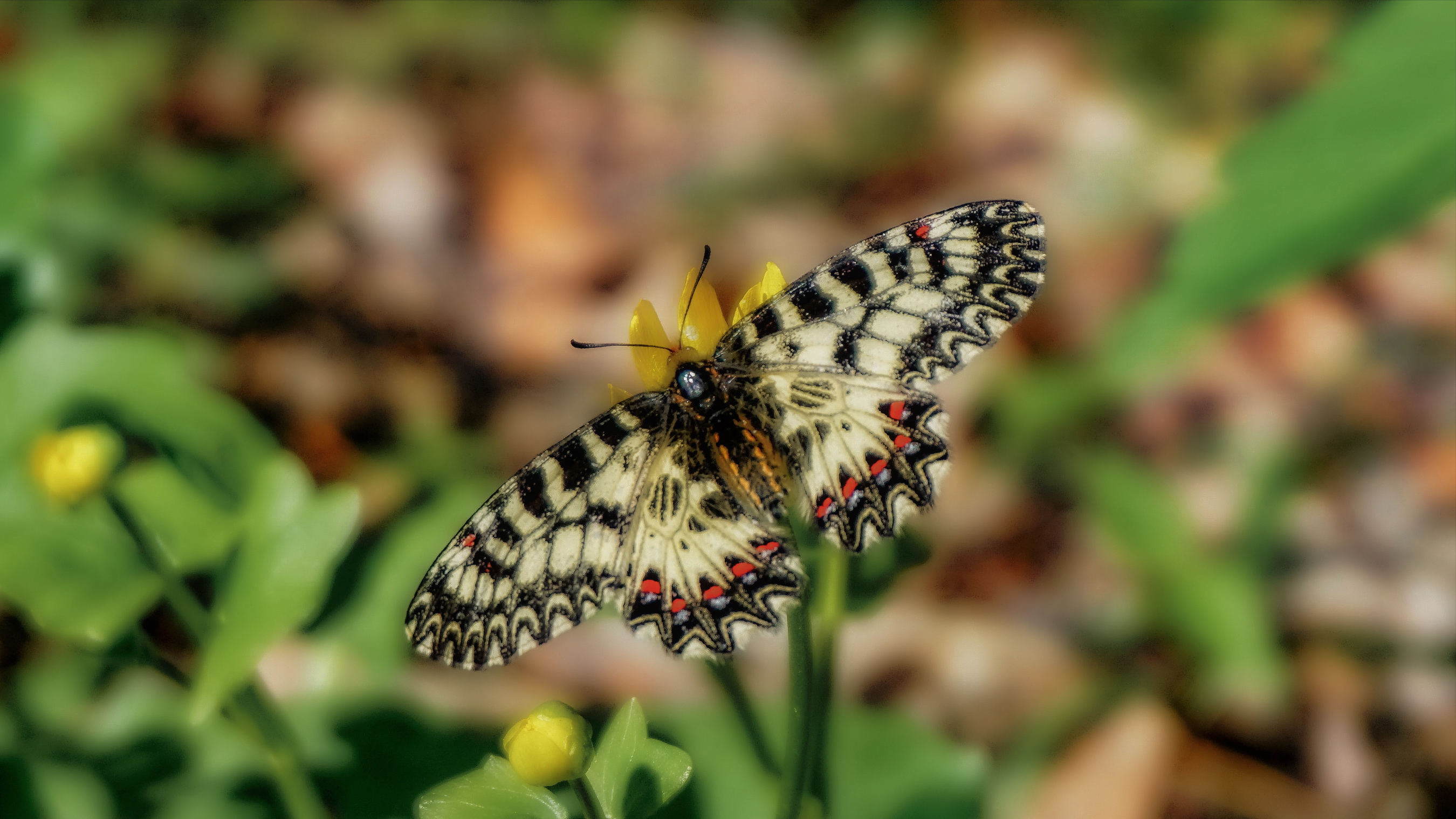 Весенние зарисовки