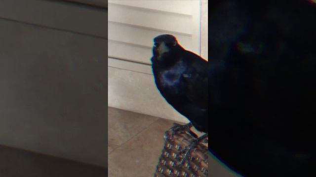 Прожорливая ворона сиан каан.mp4