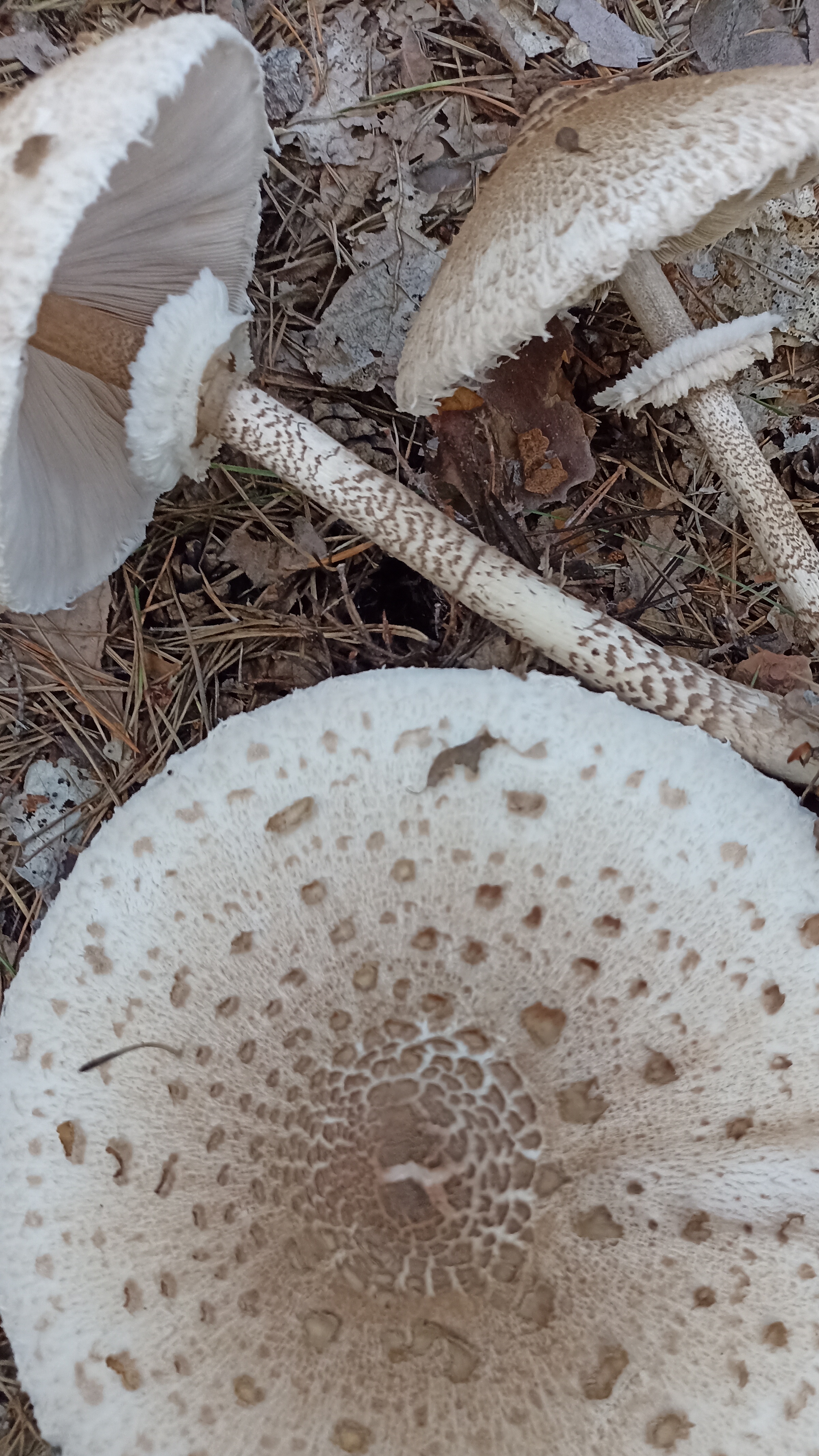 Зонтик пестрый. Грибы