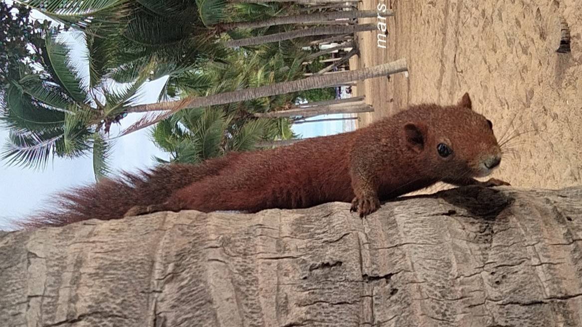 просто утро, белки и завтрак ч.3 джомтьен jomtien จอมเทียน