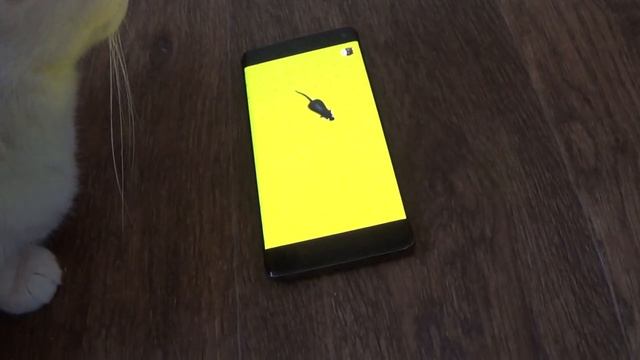 Кошка играет в смартфон
