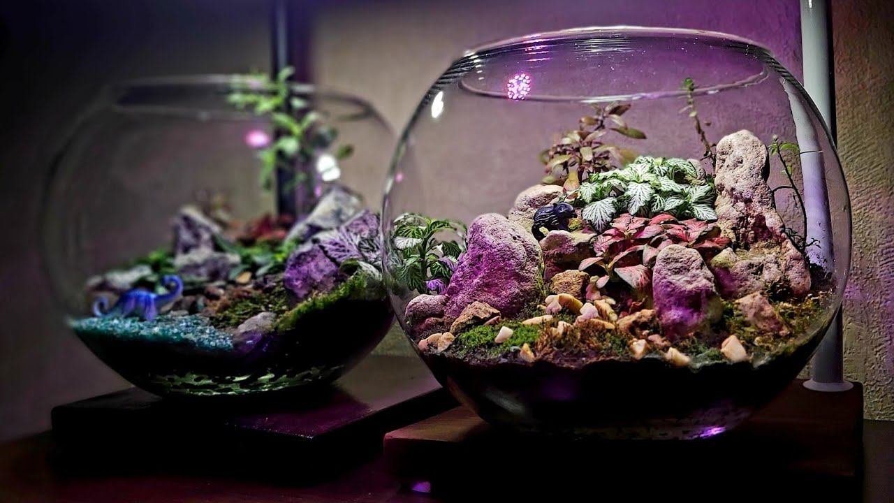 Флорариум из аквариума-шара 5л. Мои флорики.