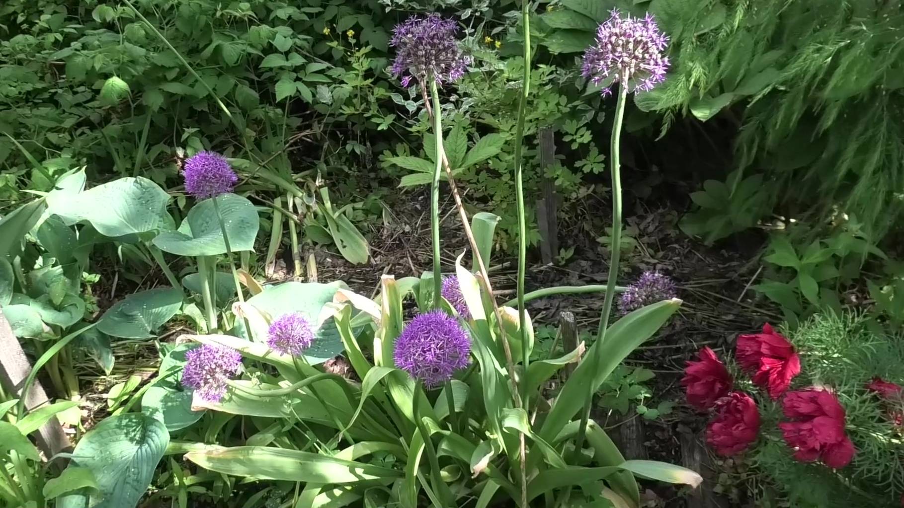 3-9 07 24г на даче,лук Суворова