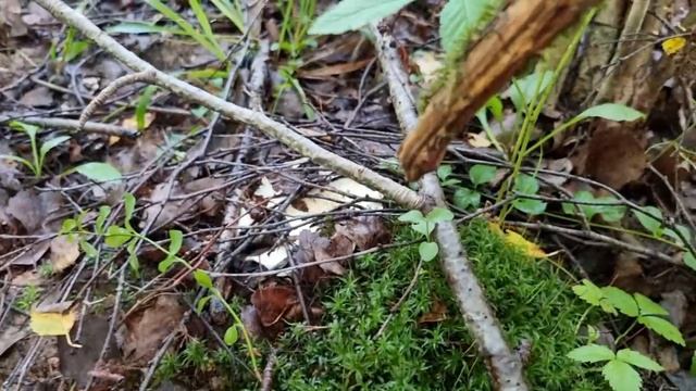 Собираем грибы в Подмосковье