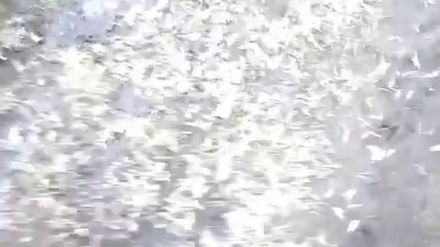 Сериал ИМРК 57 - Прогулки с собаками с Иваном Краснояровым