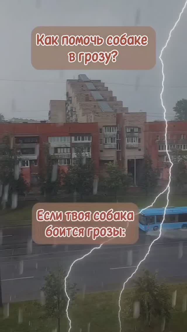 Как помочь собаке в грозу