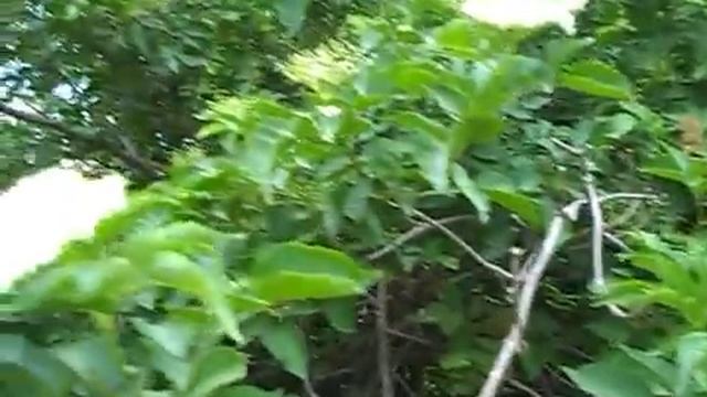 Бузина черная лекарство варенье вино или же самбука интересные полезные волшебные растения рядом.