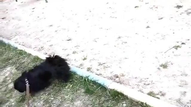 Сериал ИМРК 78 — Прогулки с собаками с Иваном Краснояровым