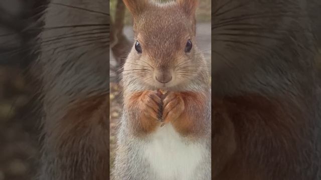 Белка пришла за вкусняшкой