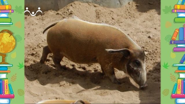 Школа Шишкиного Леса. Природоведение. Свиньи