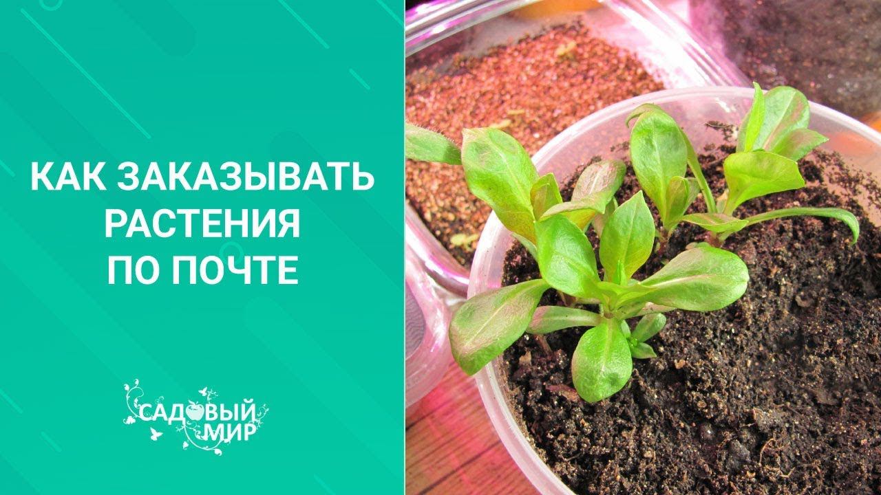 Как заказывать растения по почте и сохранить до весны