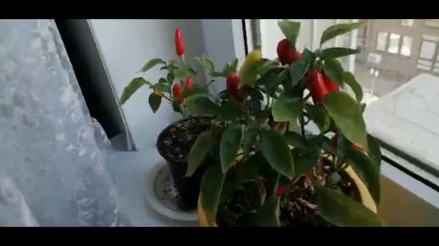 Рецепт Делаем вяленые томаты в сушилке. От Галины.