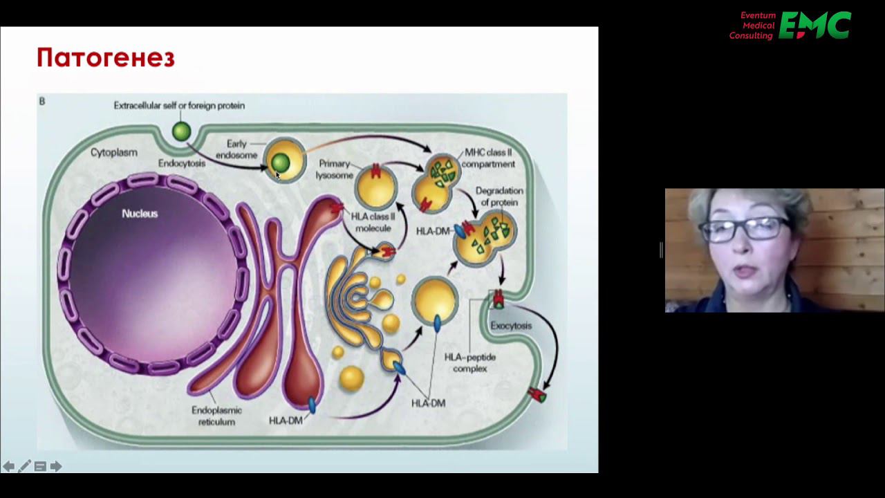 3. Респираторные вирусные инфекции. Новые реалии. Елена Николаевна Карева.