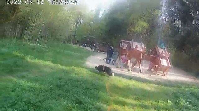 Я статист / ментрейлинг / поиск человека по запаху