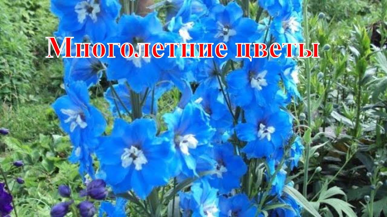 Многолетние цветы