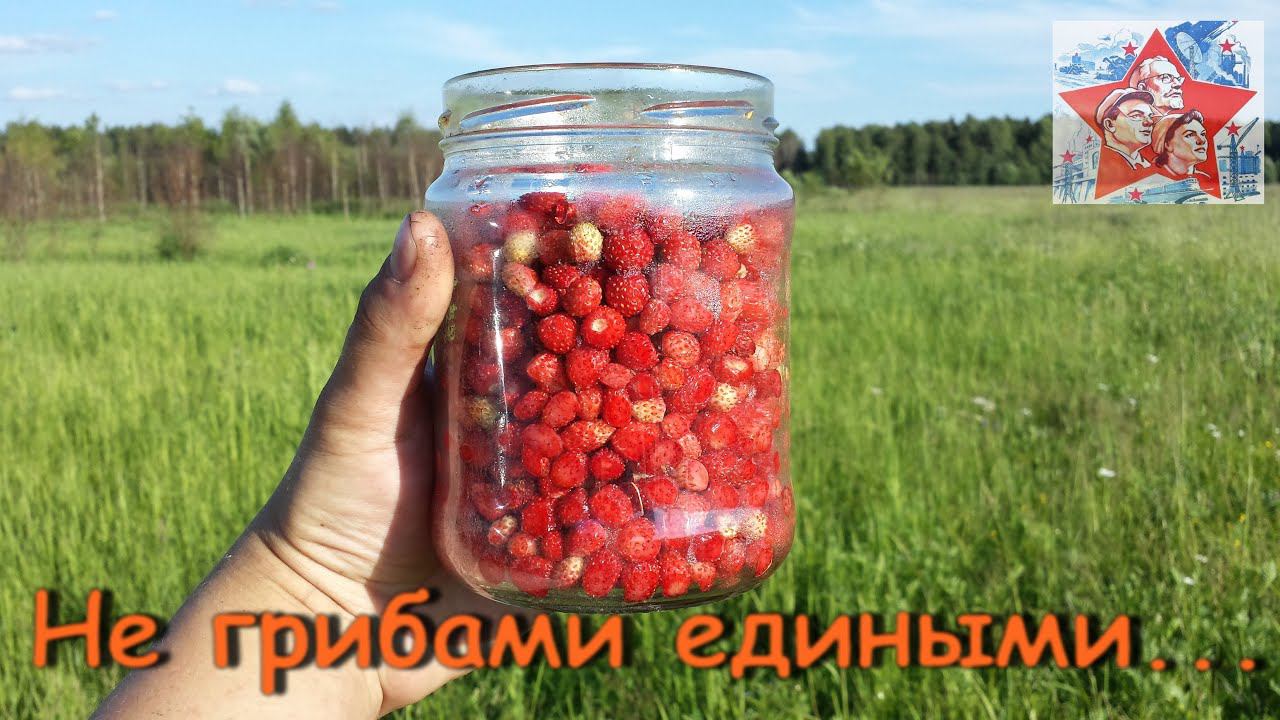 Грибы. Не грибами едиными... Грибалка. Тихая охота. Архив