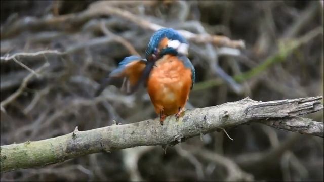 зимородок.mp4