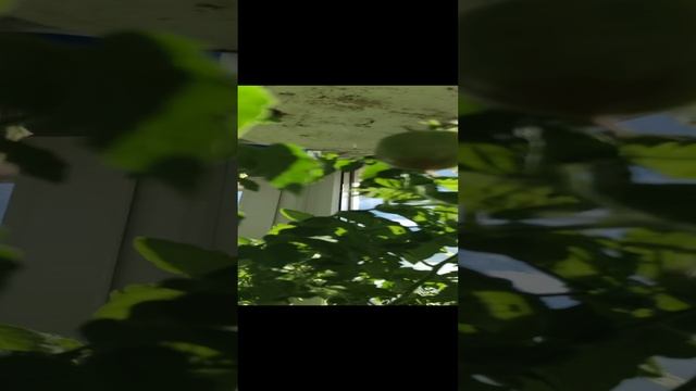 Перцы на балконе