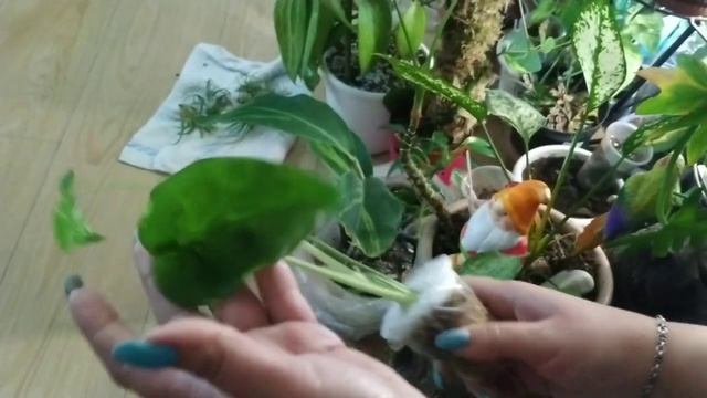 Алоказии. Новинки.