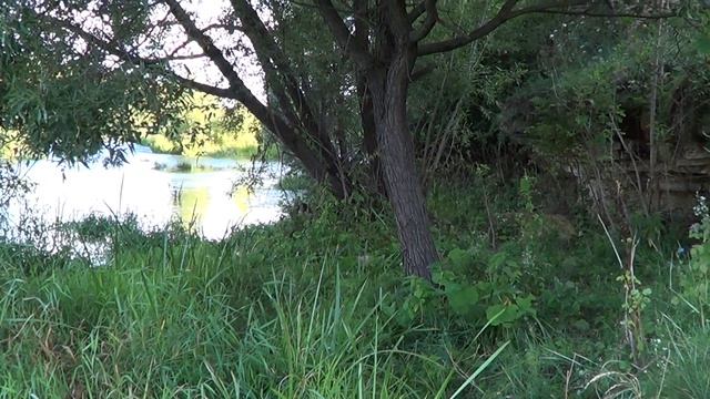 Рыбалка. Голавль на спиннинг. Голавлиная река Красивая Меча. Июль 2019. Природа и рыбалка..mp4