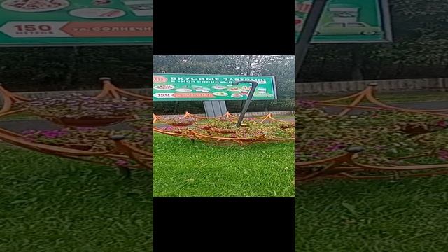 Сосновый Бор