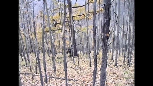 "В горах Бурятии (охота на изюбра на реву)". Видеоприложение №15 часть 1 к журналу "Сафари"