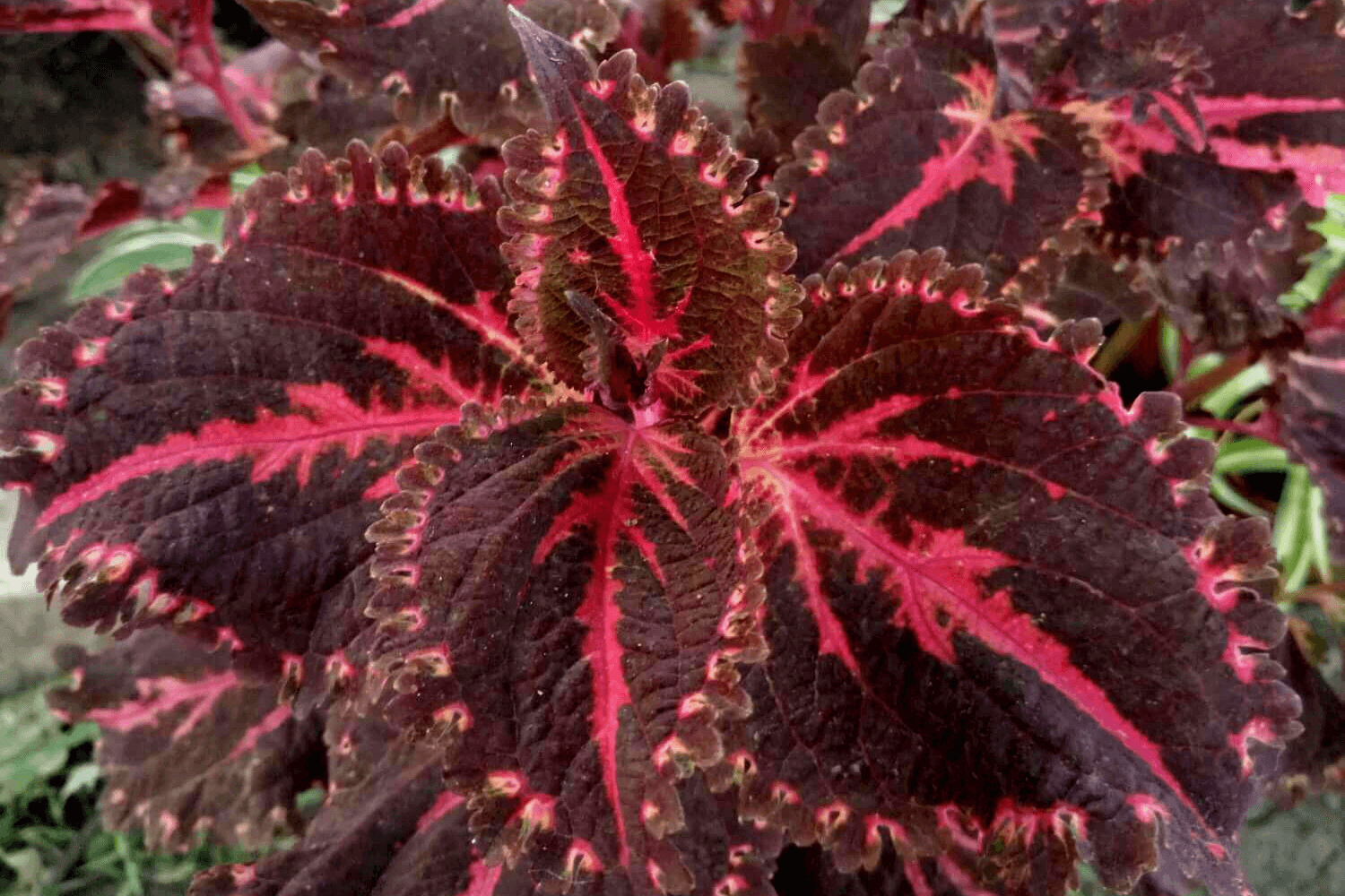 Колеус гибридный "Фламинго" (Coleus hybridus "Flamingo")