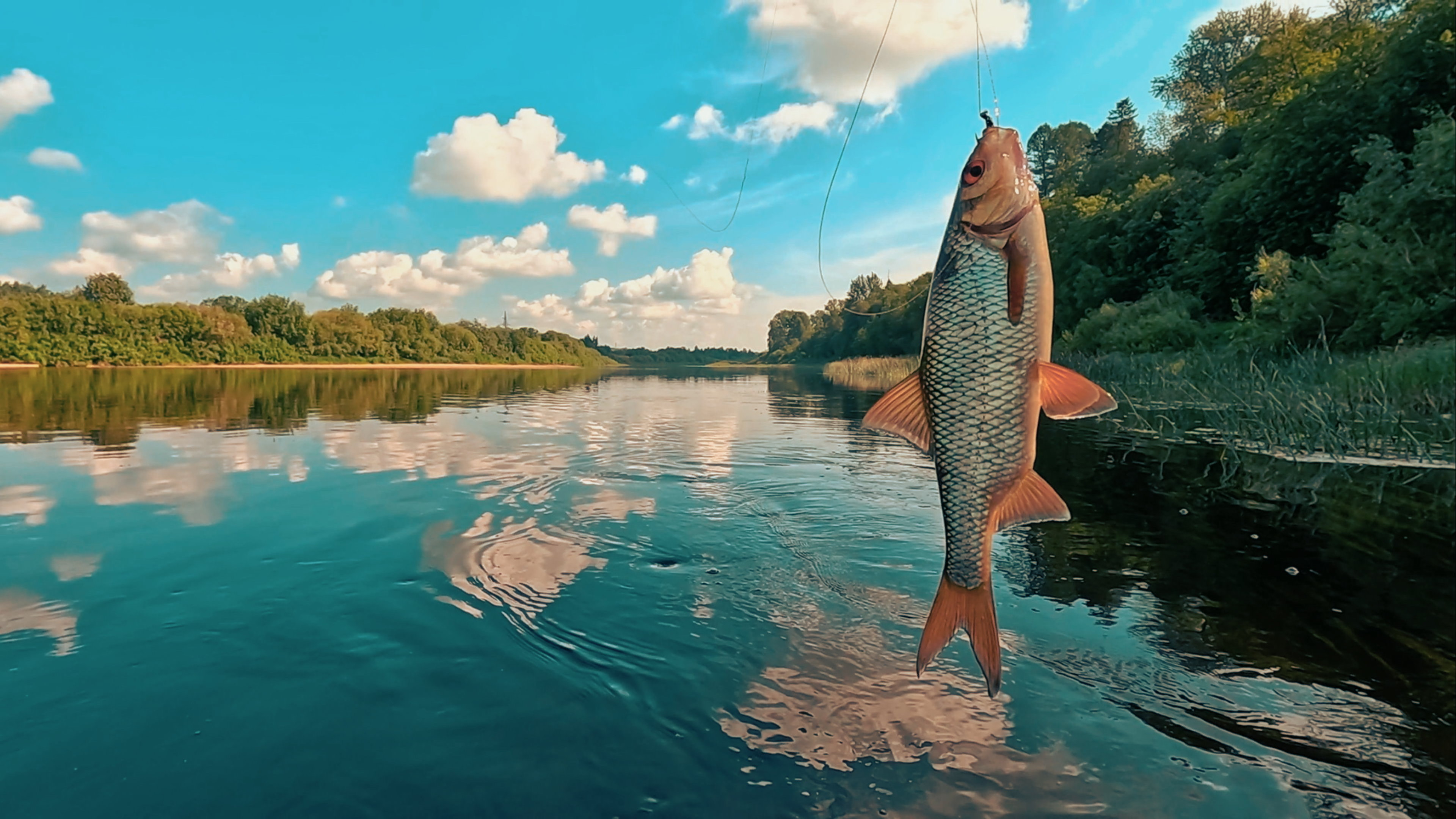 ПЛОТВА МАХЛЫСТОМ
