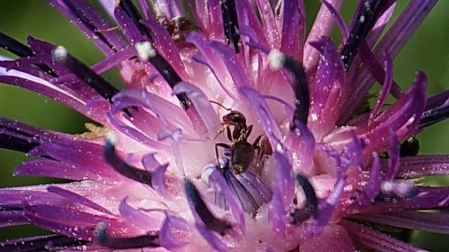 "ПОД ОКНОМ ЧЕРЁМУХА КОЛЫШЕТСЯ"... (Фото Галины Кан (Томск) - Поёт Ольга Воронец).wmv