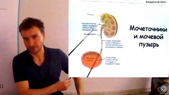 10.16. Мочевыделительная система