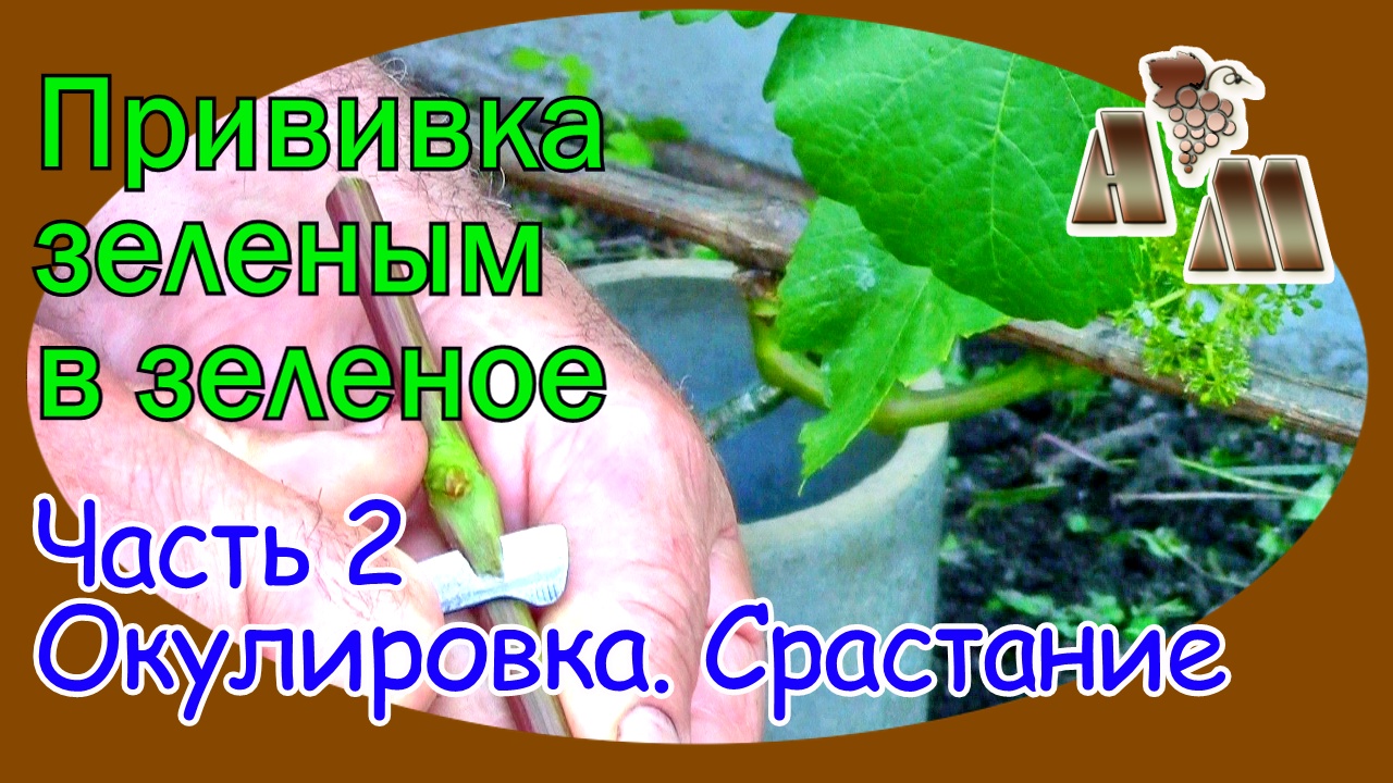 ?   Прививка зеленым в зеленое. Часть 2 - Окулировка щитком вприклад. Результат прививок.