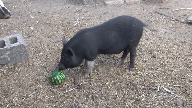 ПЕРВЫЙ АРБУЗик для животных. РЕАКЦИЯ свиней и коз